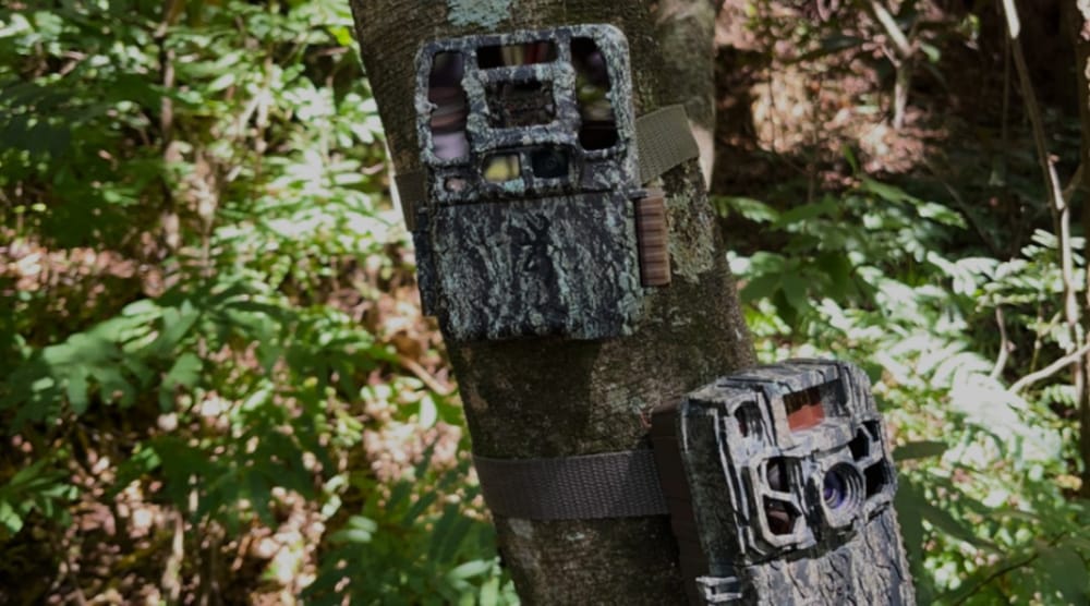 Guia Completo de Câmeras Trap: Solução de Problemas, Dicas e FAQ | Tudo ...